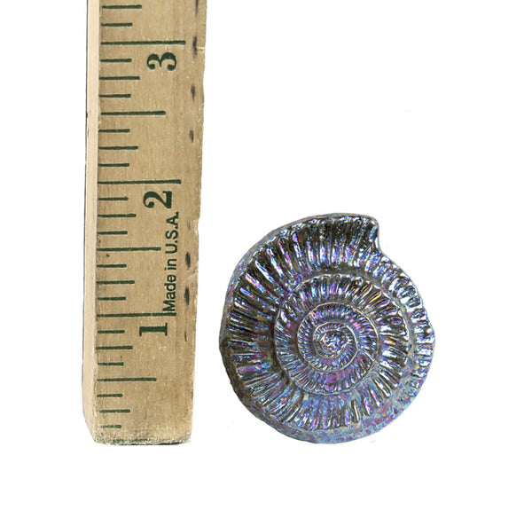 Ammonite Cast Bismuth – Exploratorium