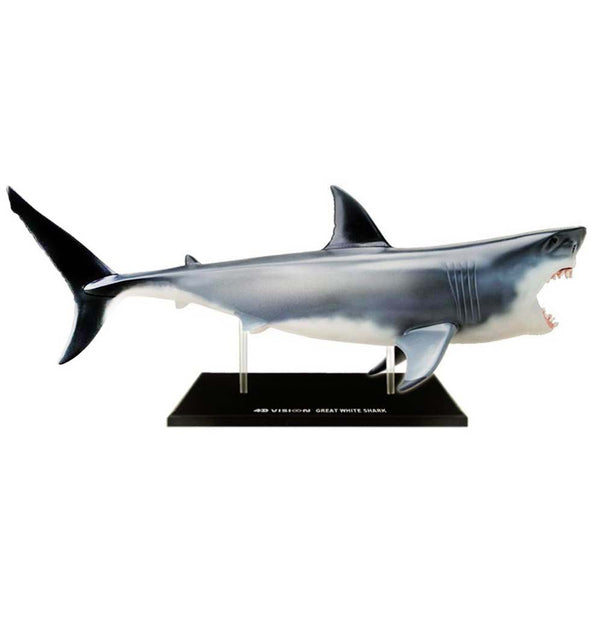 Great White Shark Anatomy 4D Model – Exploratorium